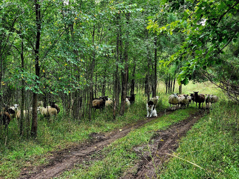 How we protect the sheep against predators – Sparrow Hill Farm
