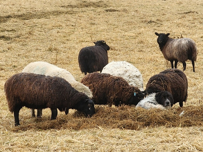 Regenerative meat and food production: a trend or a way of life ...
