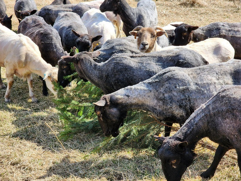 Keeping sheep healthy – Sparrow Hill Farm