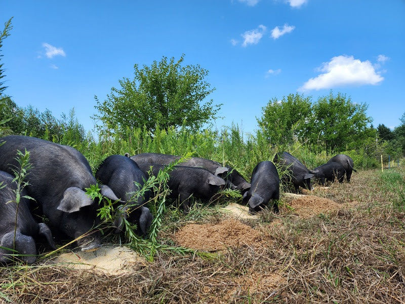 Brew grain - a health food for pigs? – Sparrow Hill Farm