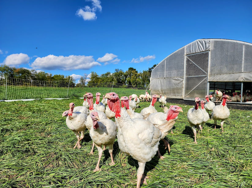 Whole Pastured Turkey – Sparrow Hill Farm