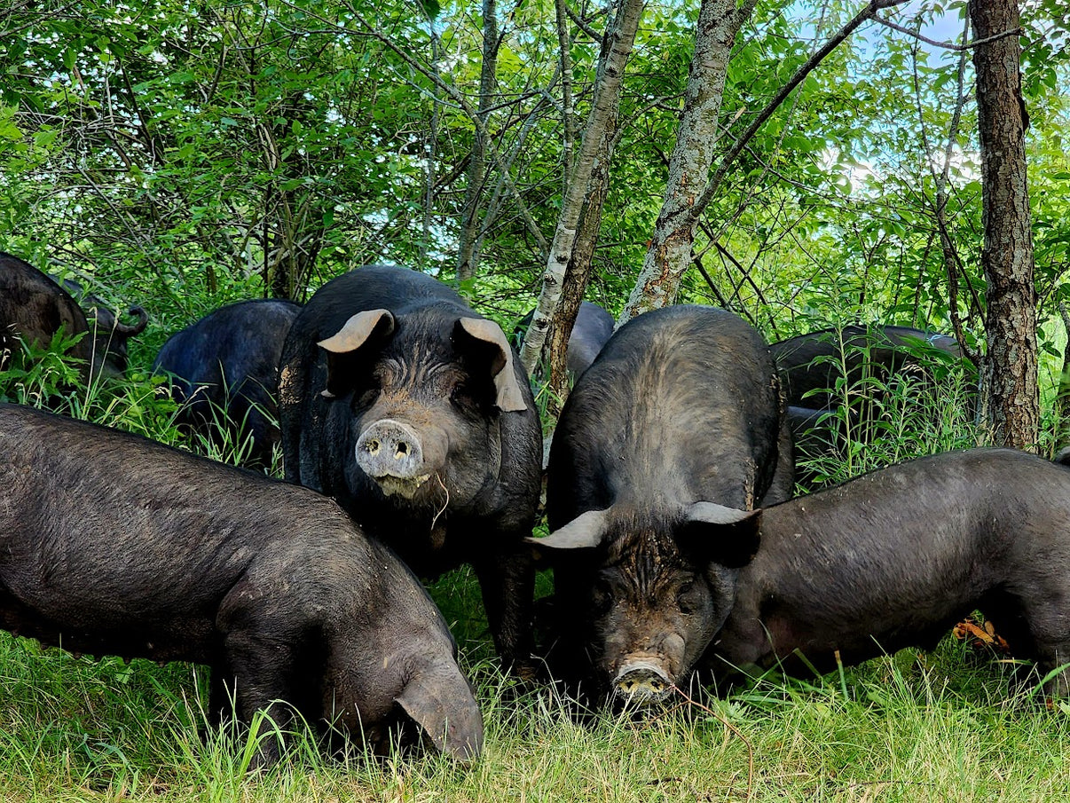 Curated Favorites Meat Box – Sparrow Hill Farm